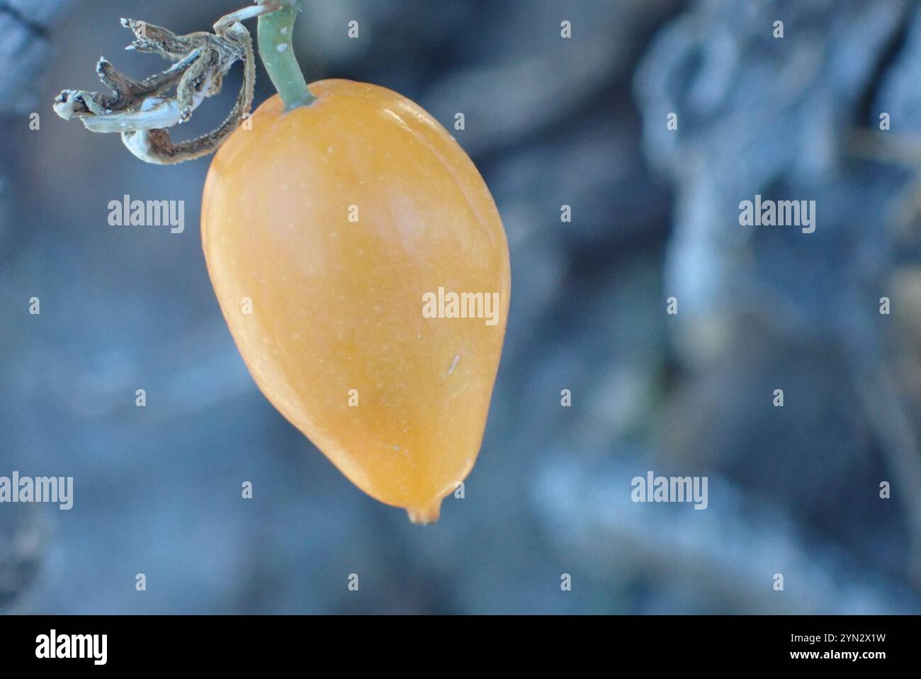 Haaps hi-res stock photography and images - Alamy