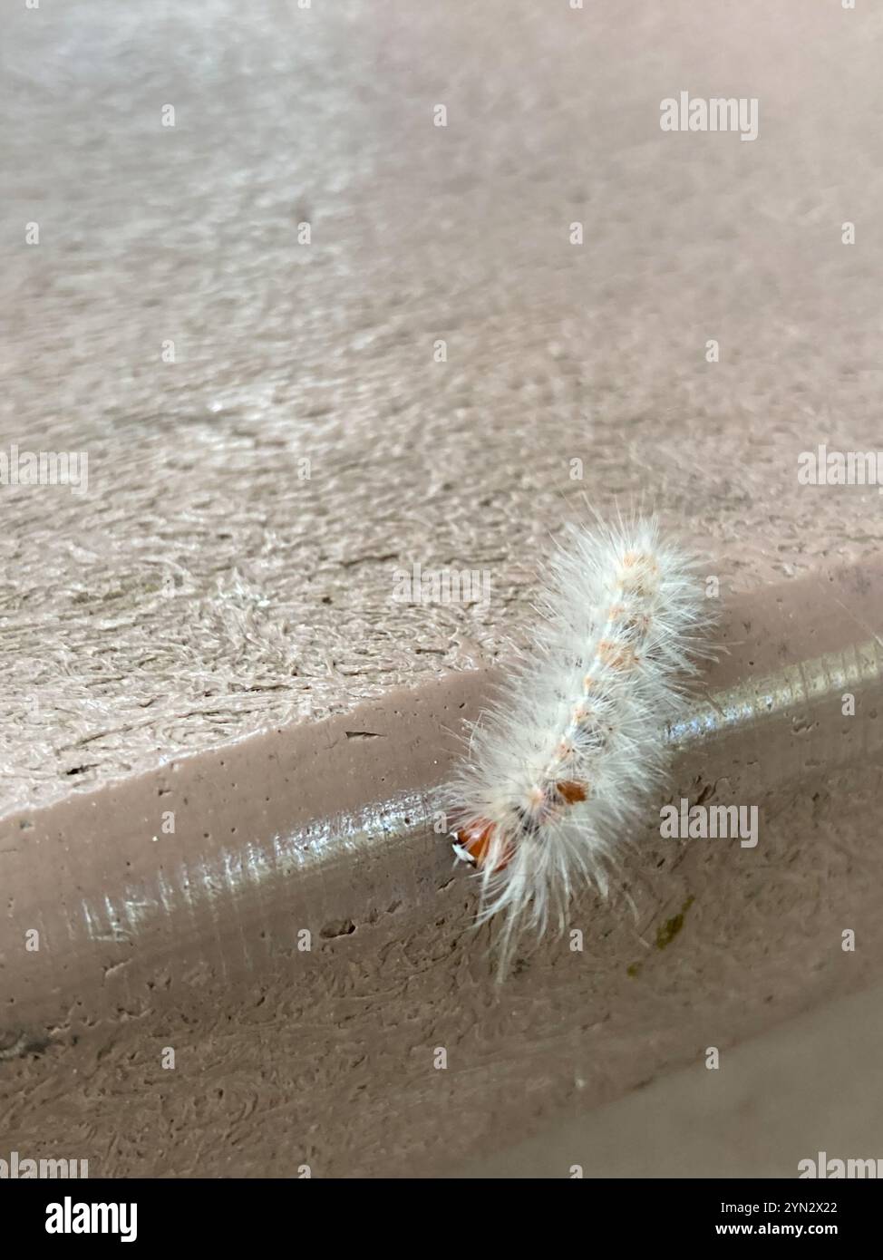 Edwards' Wasp Moth (Lymire edwardsii Stock Photo - Alamy