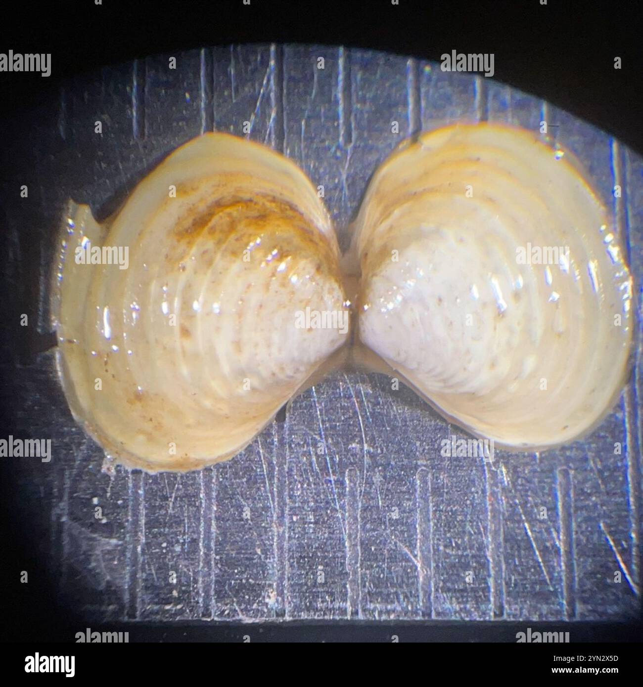 Asian Clam (Corbicula fluminea Stock Photo - Alamy