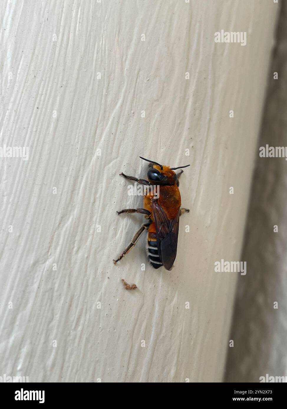 Woolly Wall Bee (Megachile lanata Stock Photo - Alamy