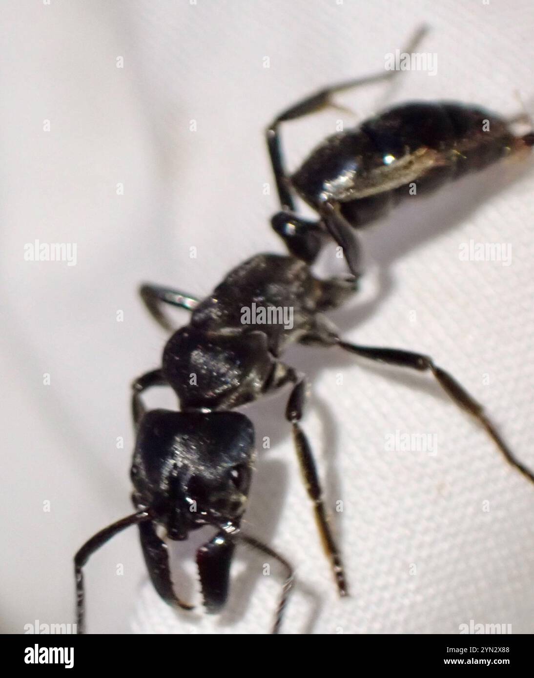African stink ant (Paltothyreus tarsatus Stock Photo - Alamy