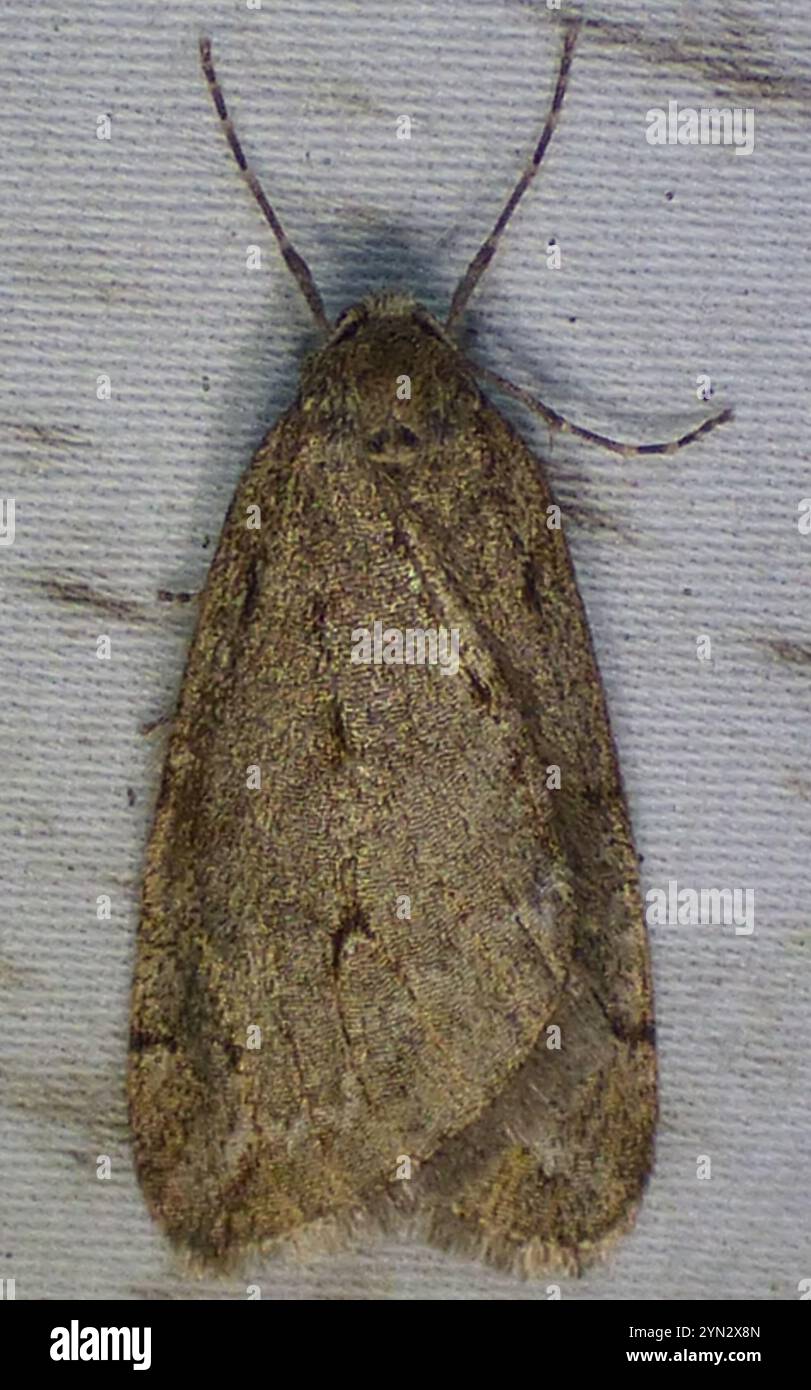 Spring Cankerworm Moth (Paleacrita vernata Stock Photo - Alamy