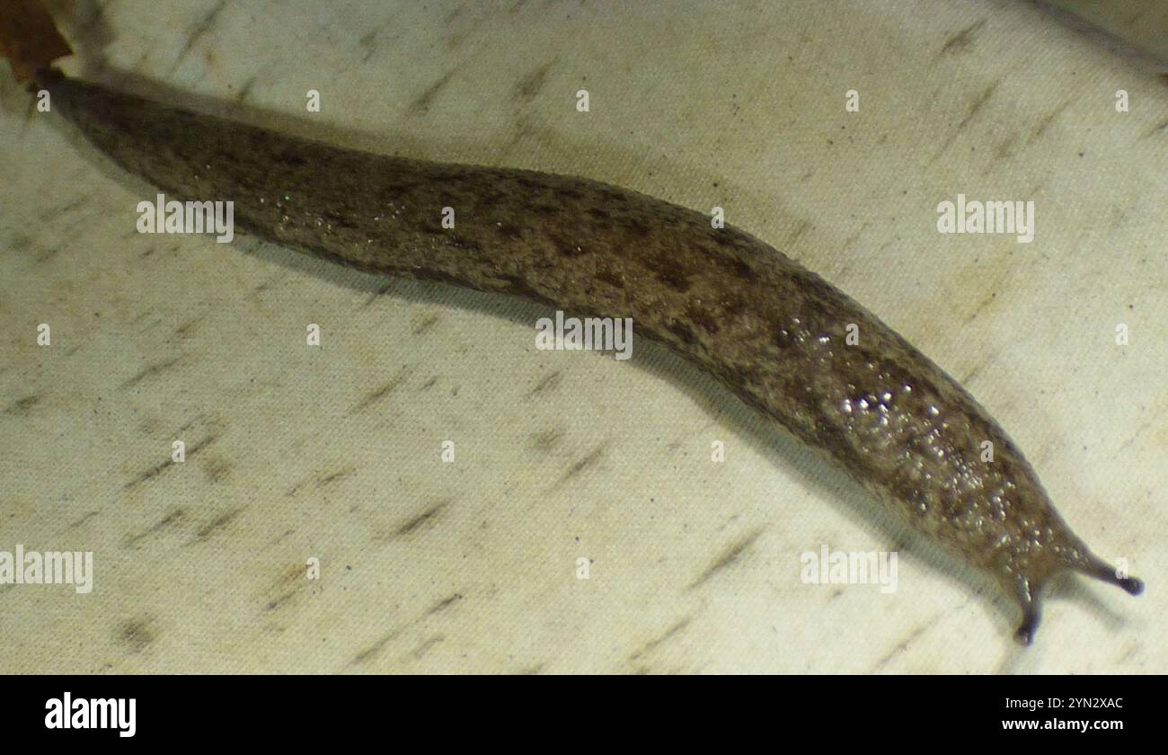 Megapallifera hi-res stock photography and images - Alamy