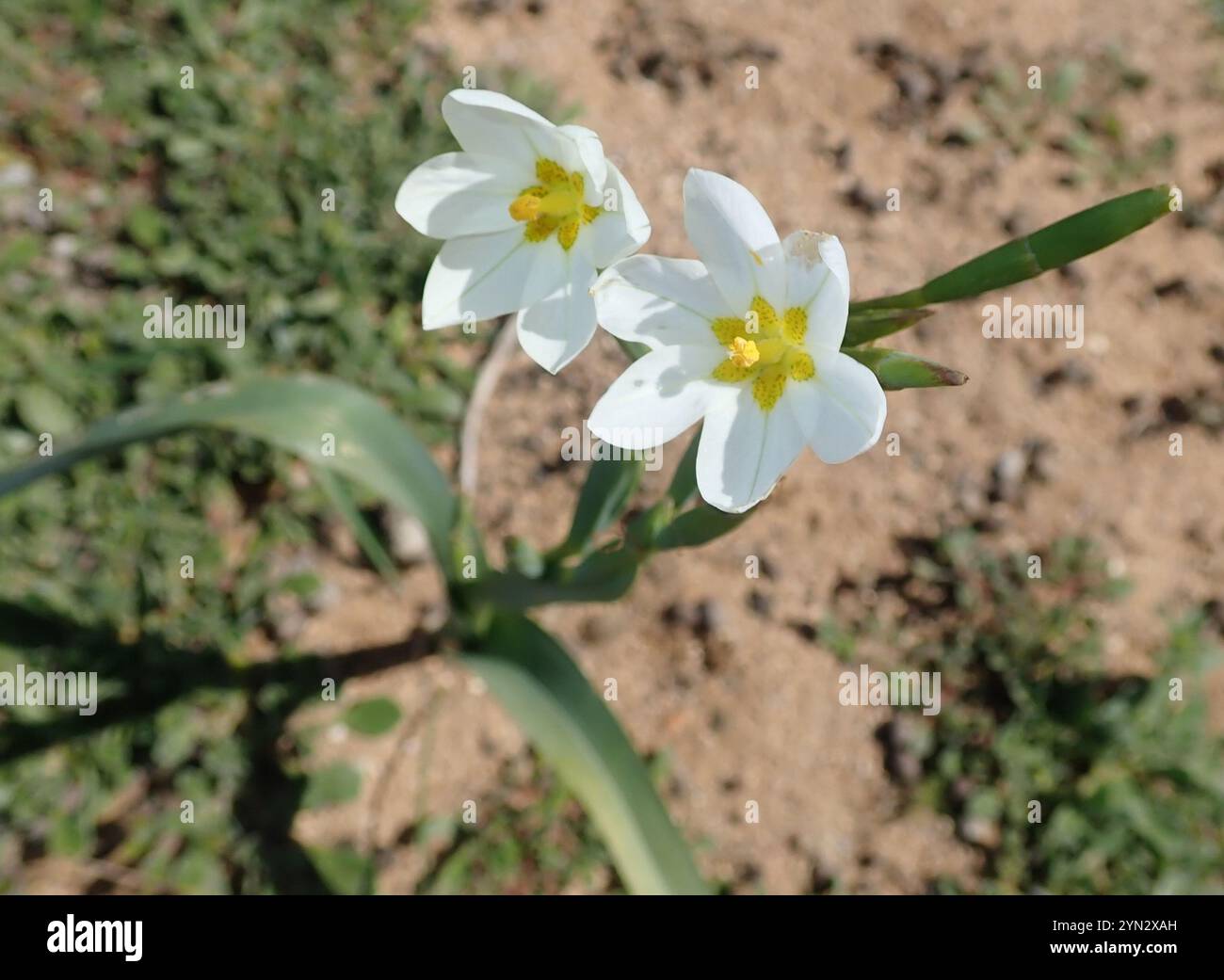 Two-leaved Cape tulip (Moraea miniata Stock Photo - Alamy