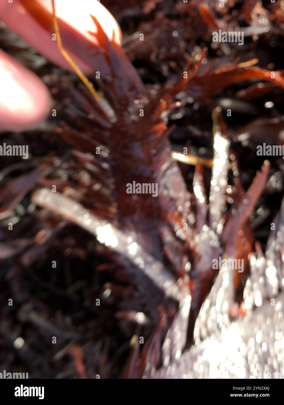 Prionitis hi-res stock photography and images - Alamy