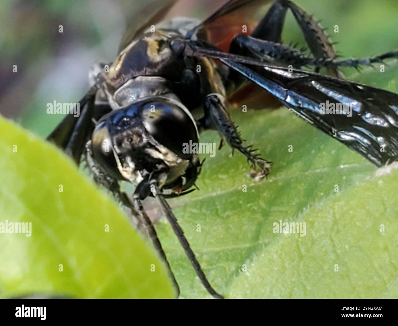 Larra bicolor hi-res stock photography and images - Alamy
