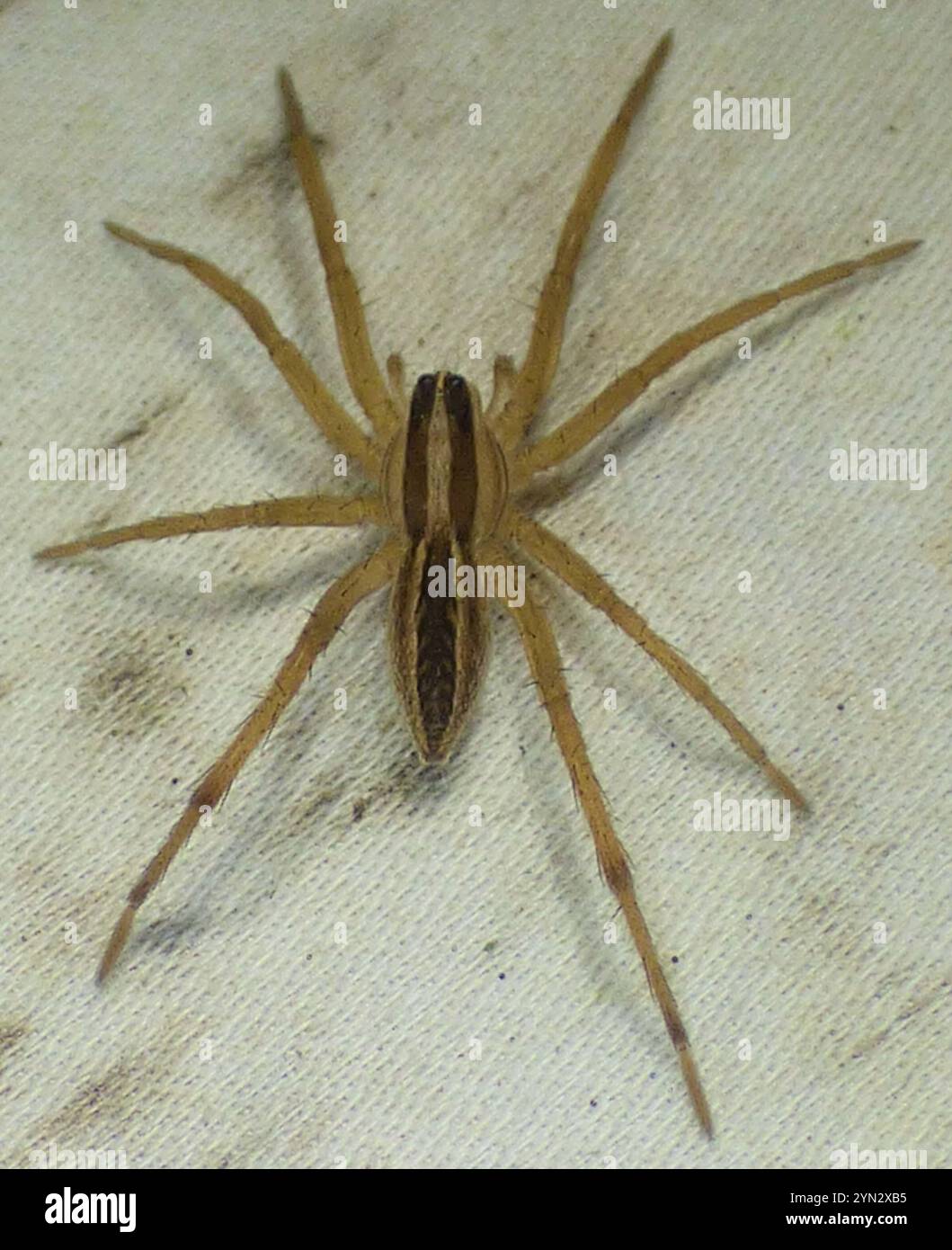 Rabid Wolf Spider (Rabidosa rabida Stock Photo - Alamy