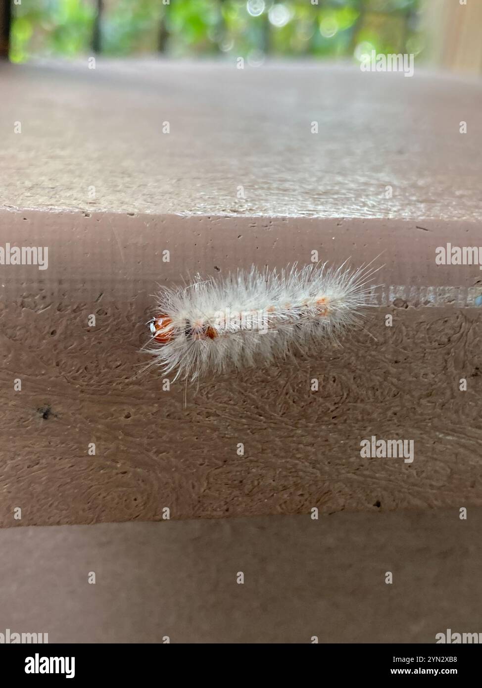 Edwards' Wasp Moth (Lymire edwardsii Stock Photo - Alamy