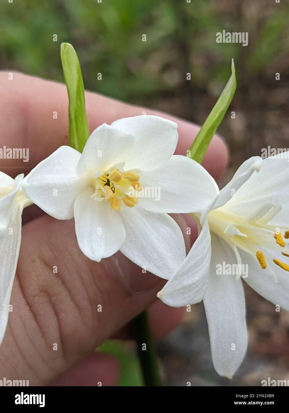 Brisbane Lily (Proiphys cunninghamii Stock Photo - Alamy