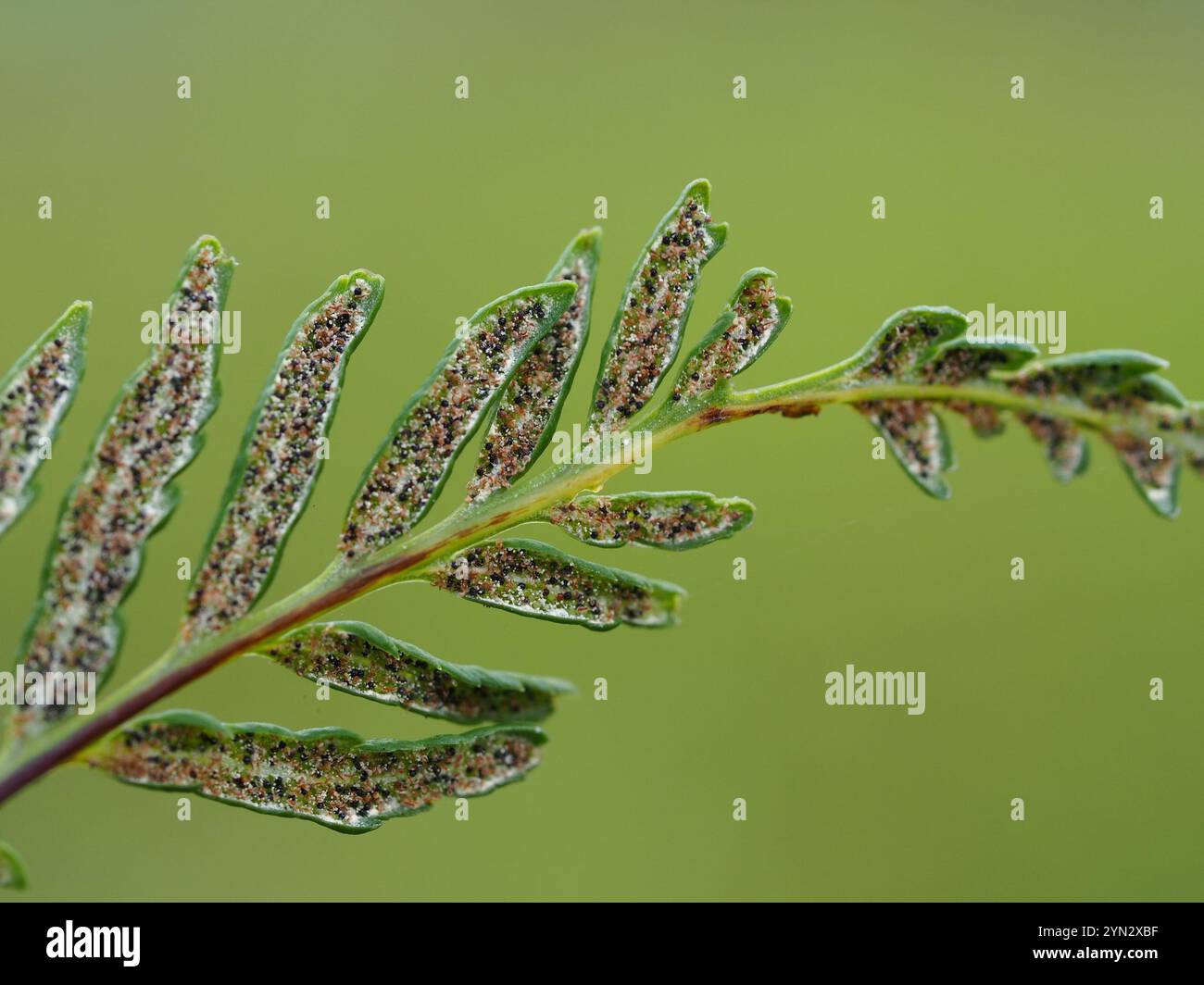 Pityrogramma hi-res stock photography and images - Alamy