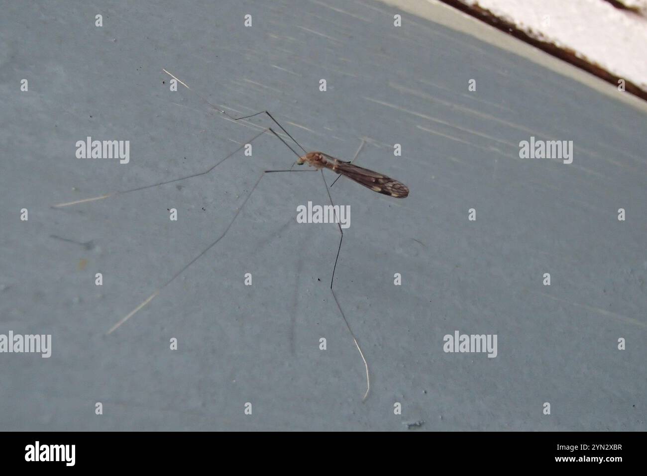 Crane Flies (Tipulomorpha Stock Photo - Alamy