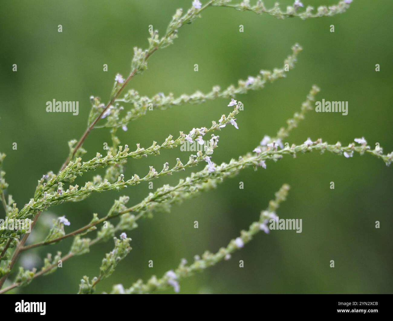 Five-leaved chaste tree (Vitex negundo Stock Photo - Alamy