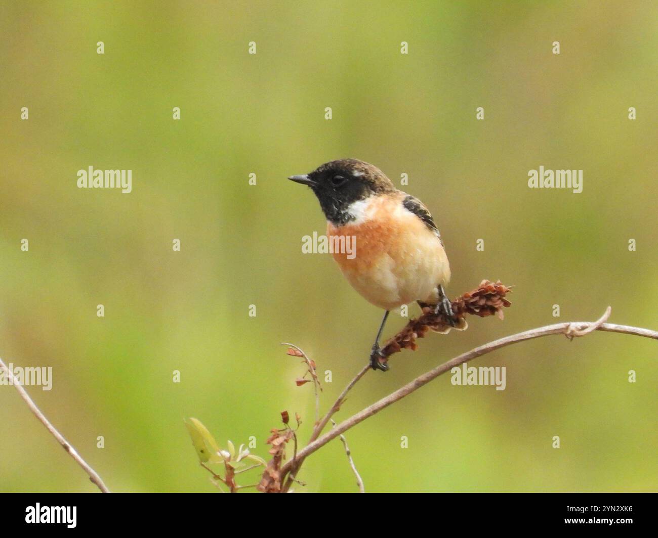 Amur stonechat hi-res stock photography and images - Alamy