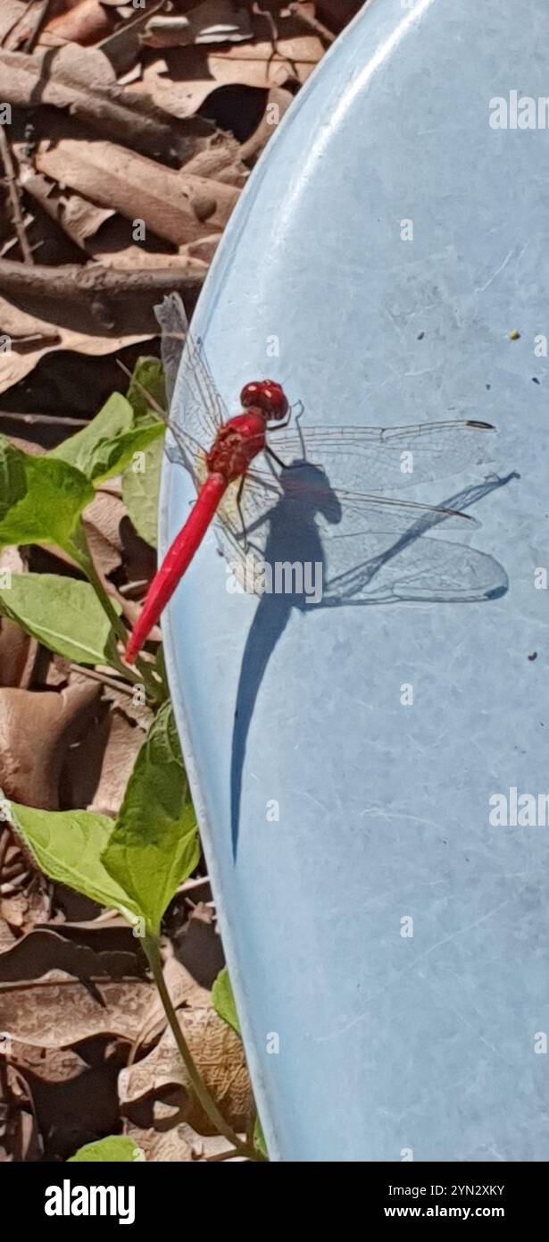 Scarlet Percher (Diplacodes haematodes Stock Photo - Alamy