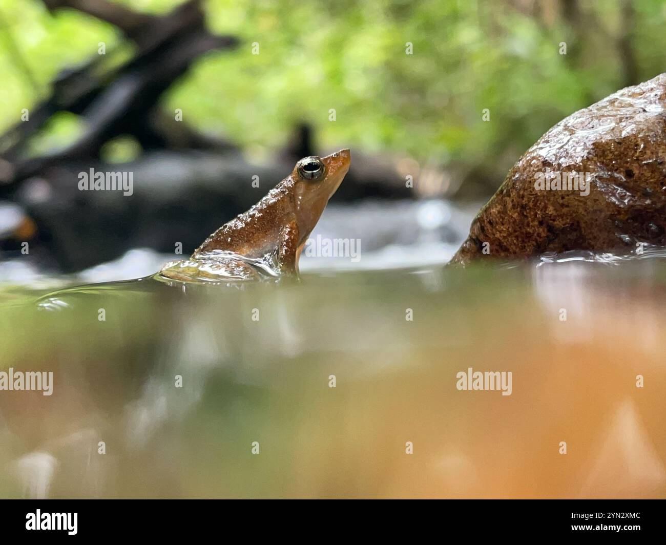 Micrixalus kottigeharensis hi-res stock photography and images - Alamy