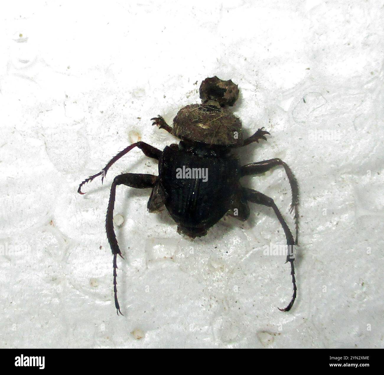 Spider Dung Beetles (Sisyphus Stock Photo - Alamy