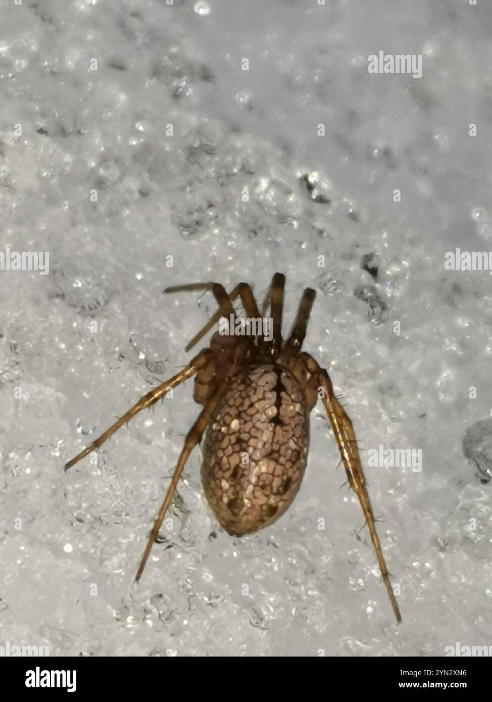 Horse-Head Spider (Stemonyphantes lineatus Stock Photo - Alamy
