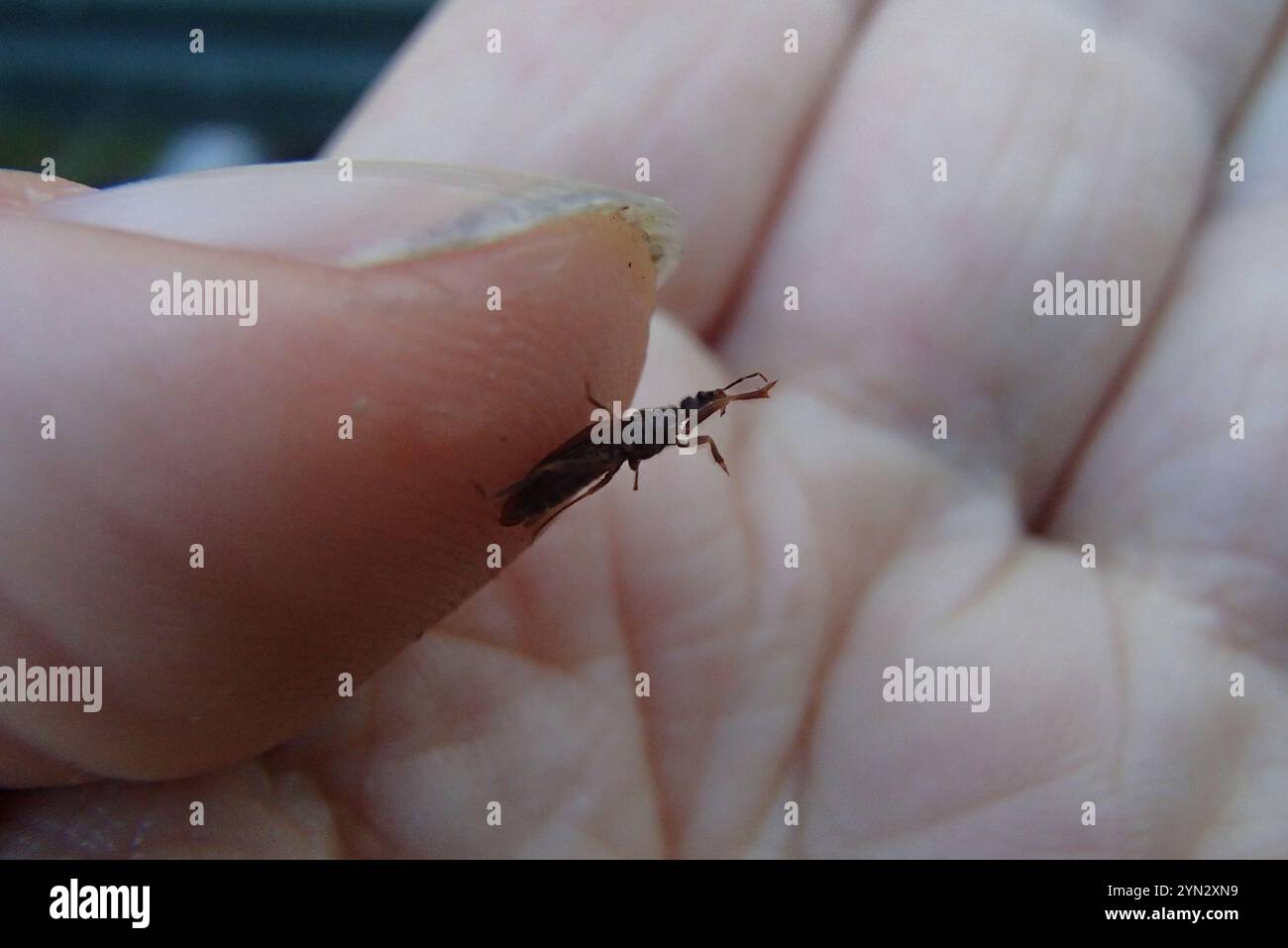 True Bugs (Heteroptera Stock Photo - Alamy