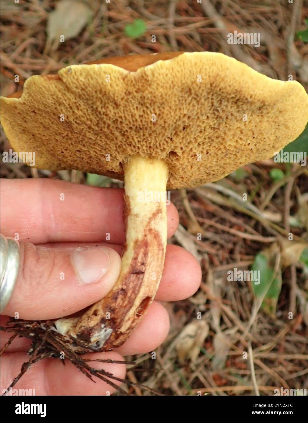 Dotted-stalked Suillus (Suillus granulatus Stock Photo - Alamy