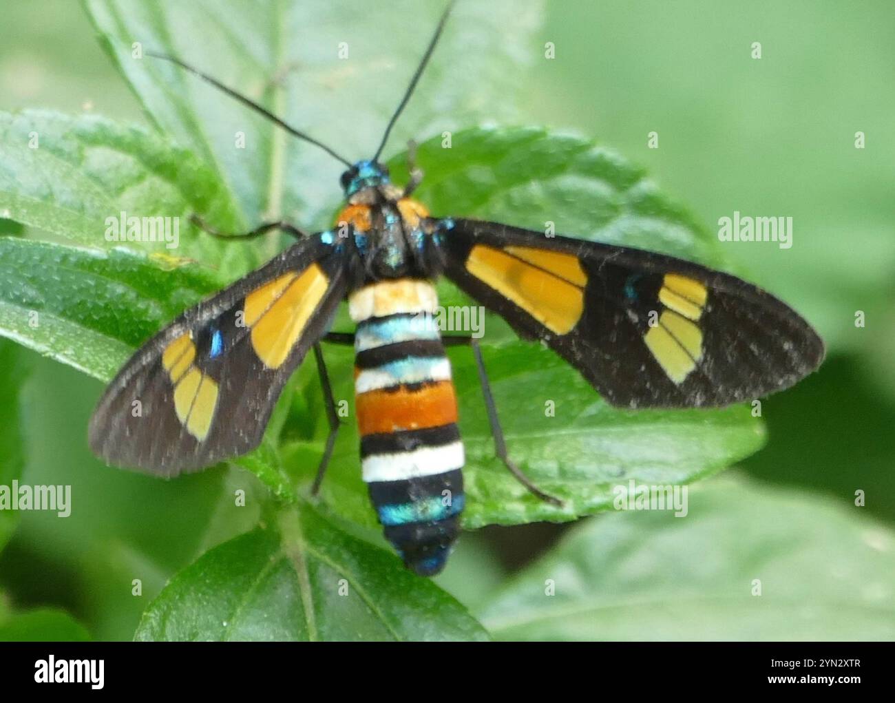 Basker (Euchromia lethe Stock Photo - Alamy