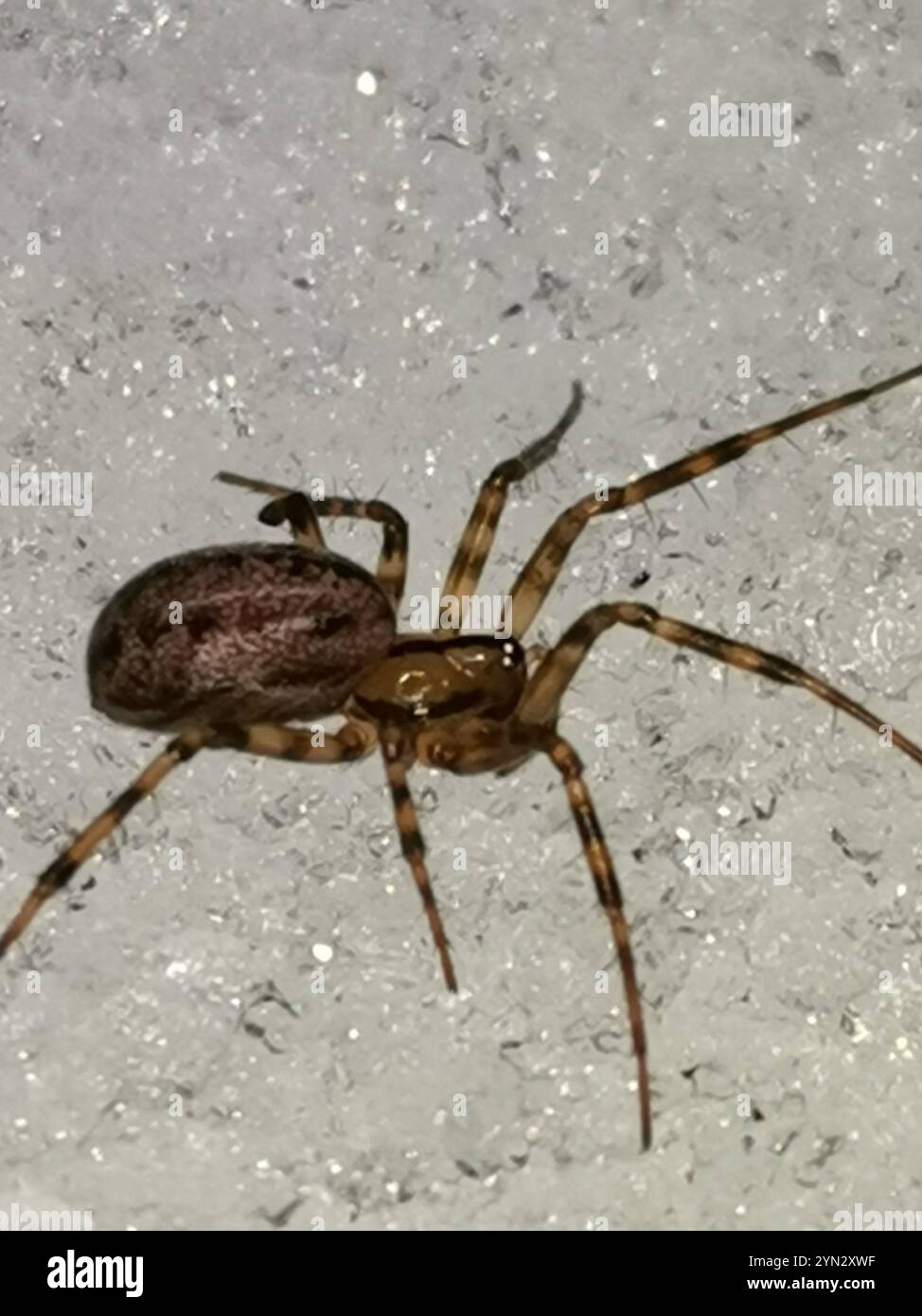 Horse-Head Spider (Stemonyphantes lineatus Stock Photo - Alamy