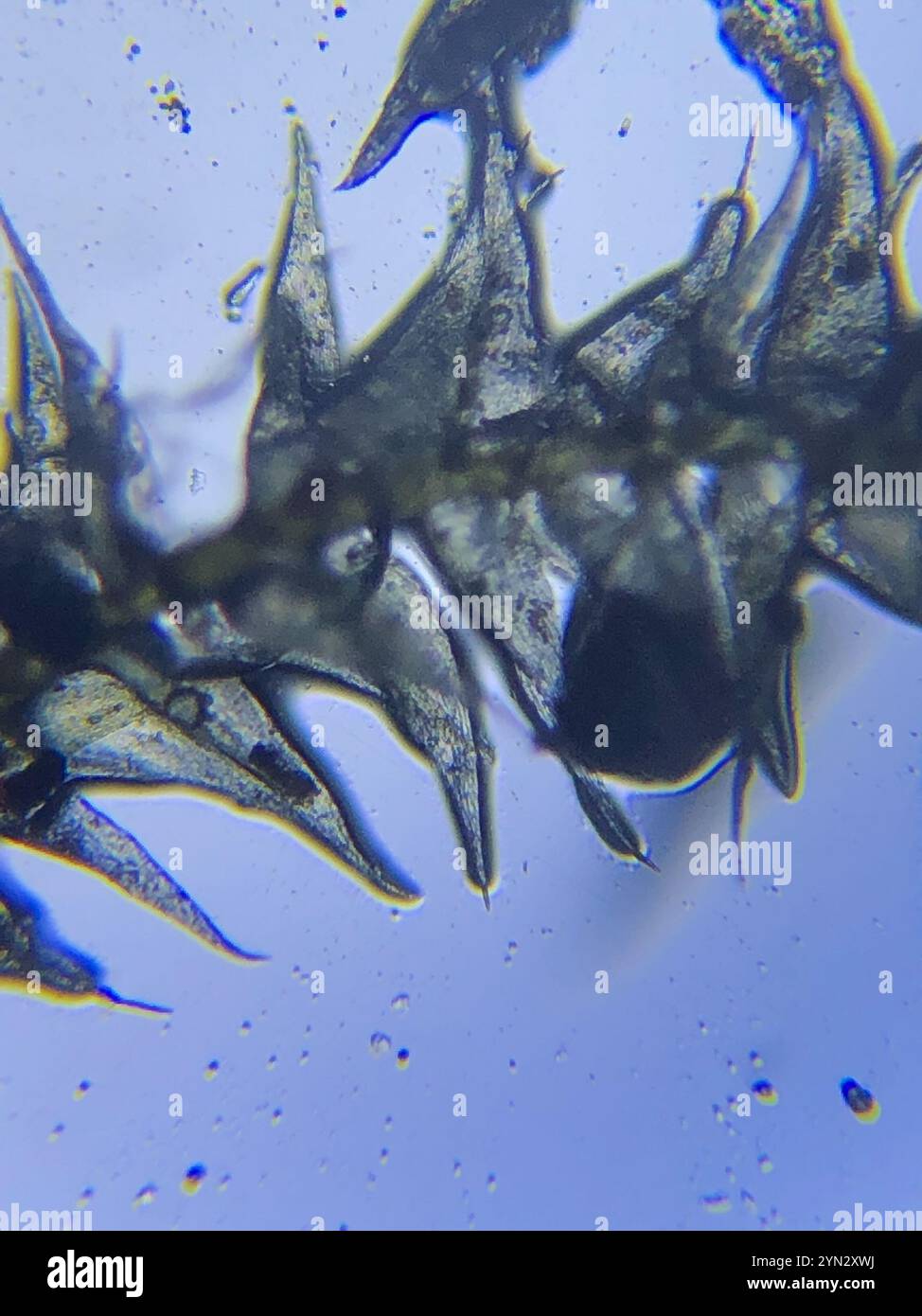 Isopterygium Moss (Isopterygium tenerum Stock Photo - Alamy