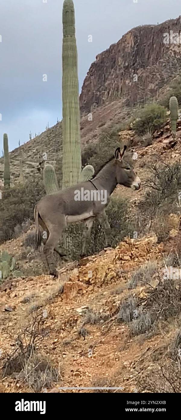 Donkey (Equus asinus Stock Photo - Alamy