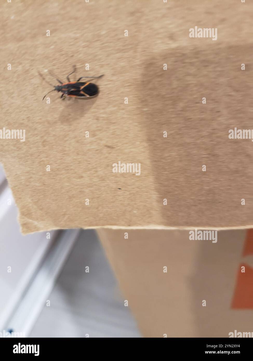 Eastern Boxelder Bug (Boisea trivittata Stock Photo - Alamy