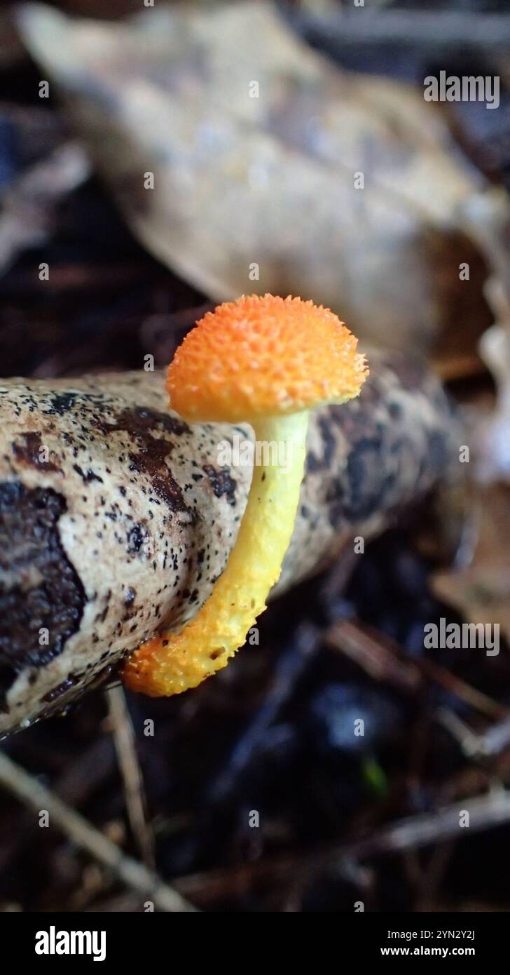Golden-scruffy Collybia (Cyptotrama asprata Stock Photo - Alamy