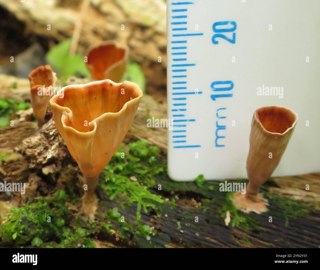 Wine Glass Fungus (Podoscypha petalodes Stock Photo - Alamy