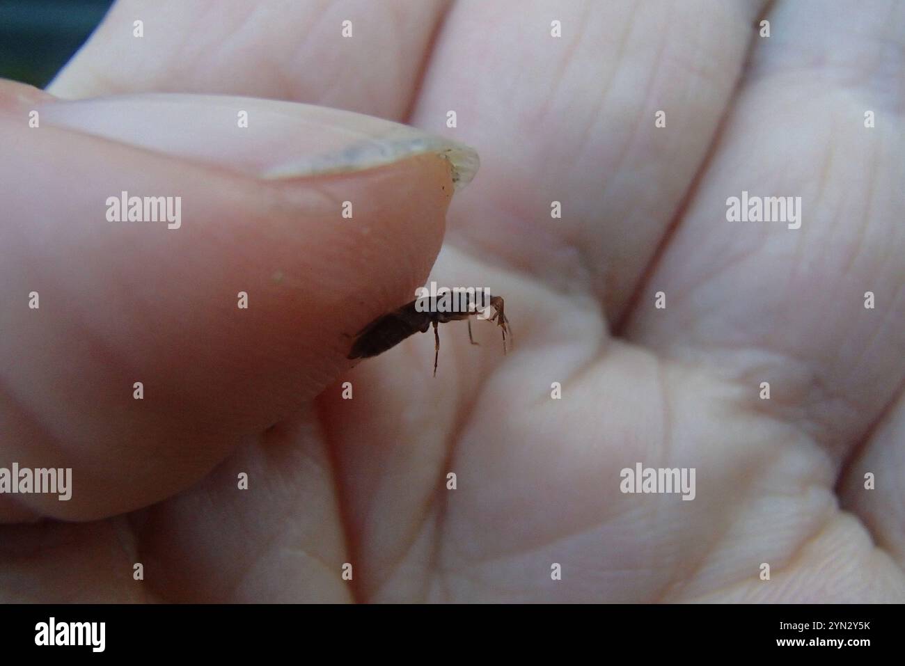 True Bugs (Heteroptera Stock Photo - Alamy