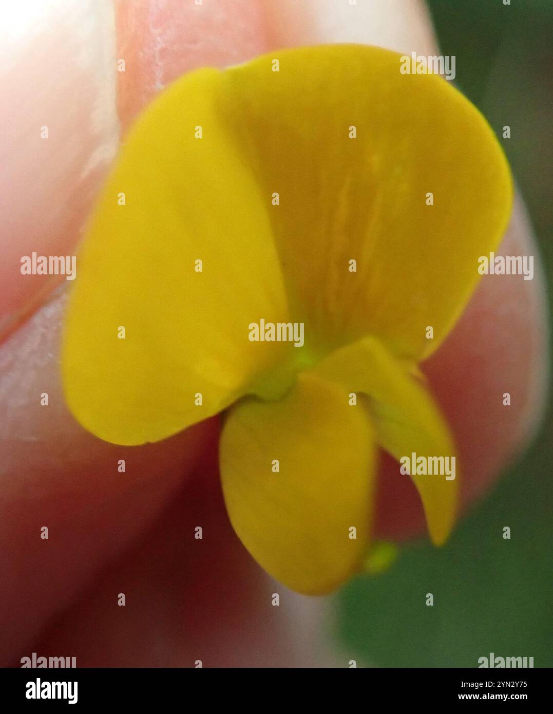 Round Pod Rattle Bush (Crotalaria globifera Stock Photo - Alamy