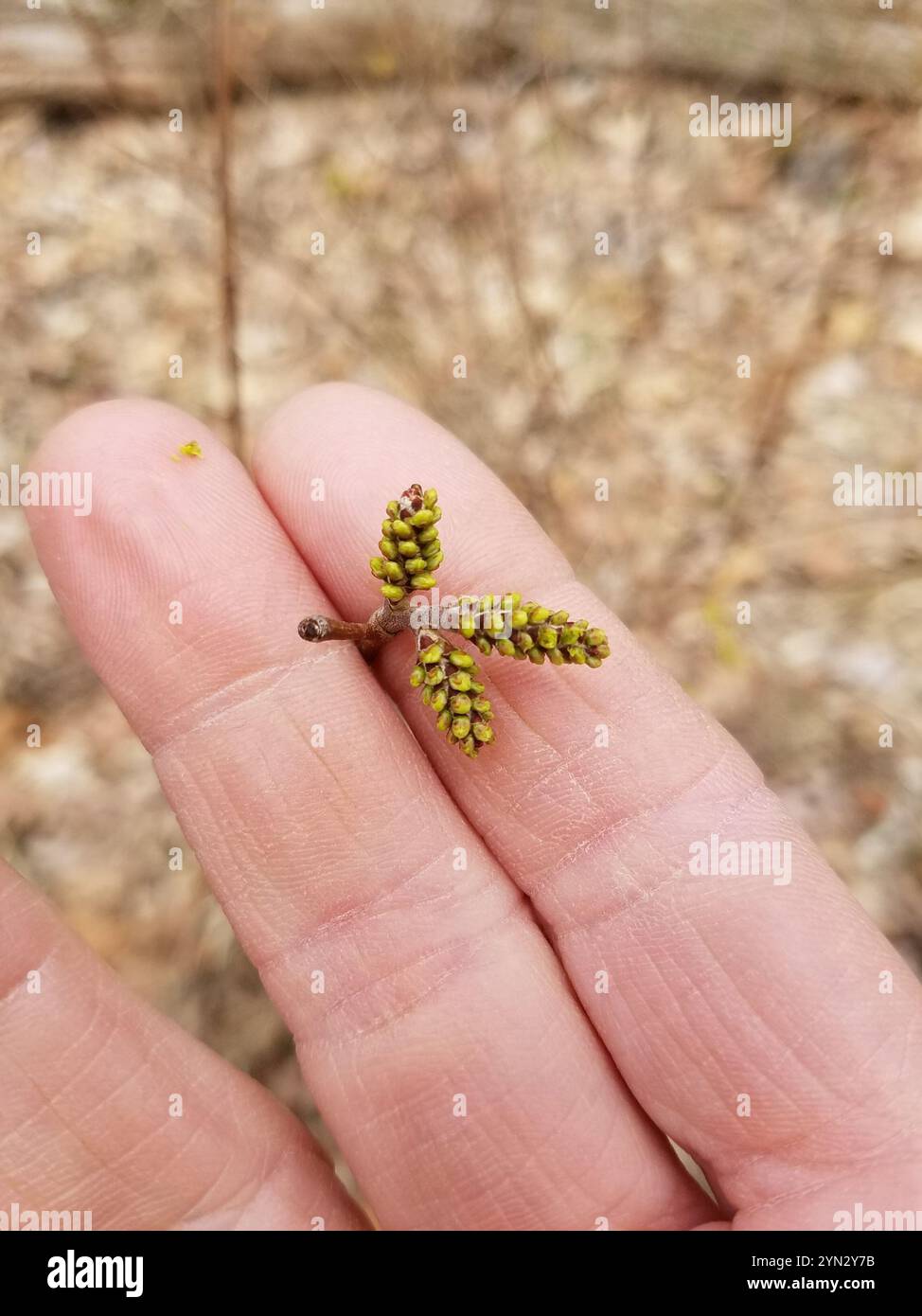 fragrant sumac (Rhus aromatica Stock Photo - Alamy
