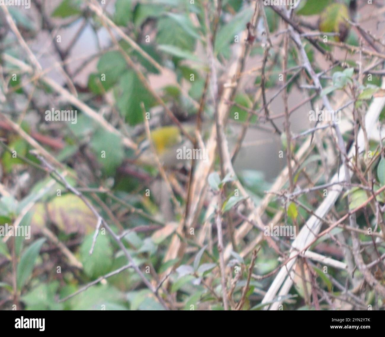Common Firecrest (Regulus ignicapilla Stock Photo - Alamy