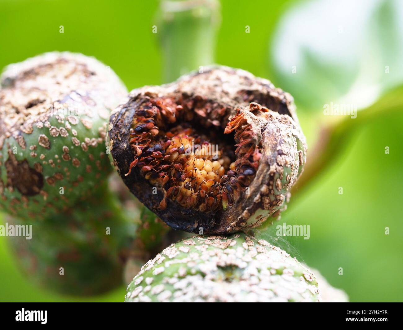 Hauili fig tree (Ficus septica Stock Photo - Alamy