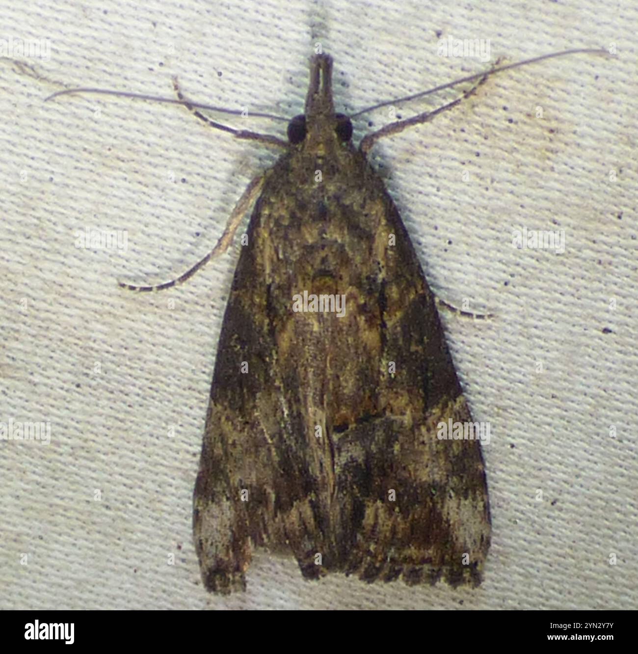 Green Cloverworm Moth (Hypena scabra Stock Photo - Alamy