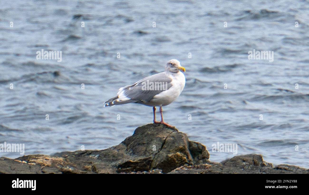 Olympic Gull (Larus glaucescens × occidentalis Stock Photo - Alamy