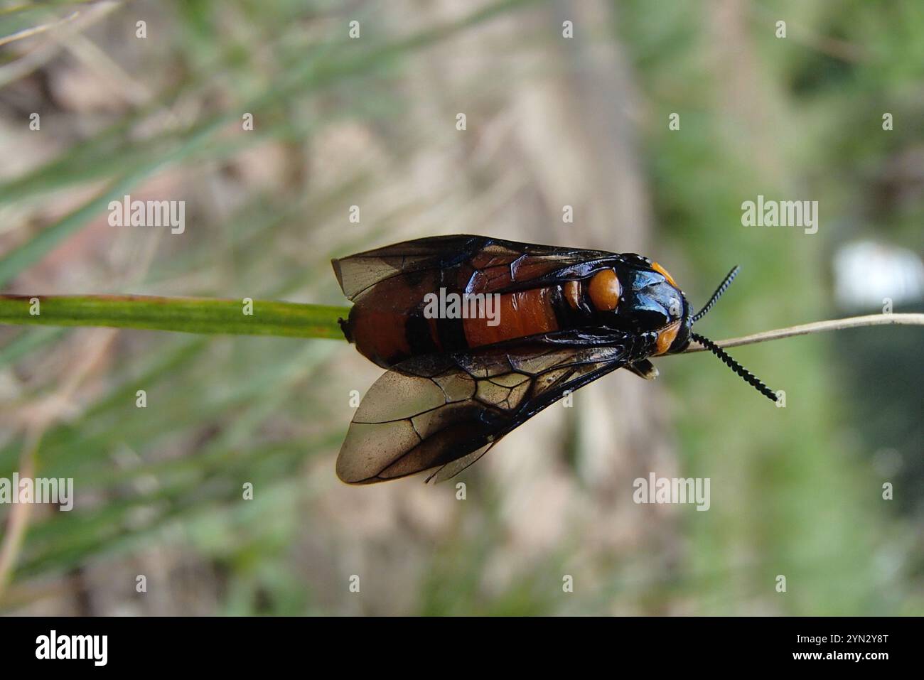 Cattle-poisoning sawfly (Lophyrotoma interrupta Stock Photo - Alamy