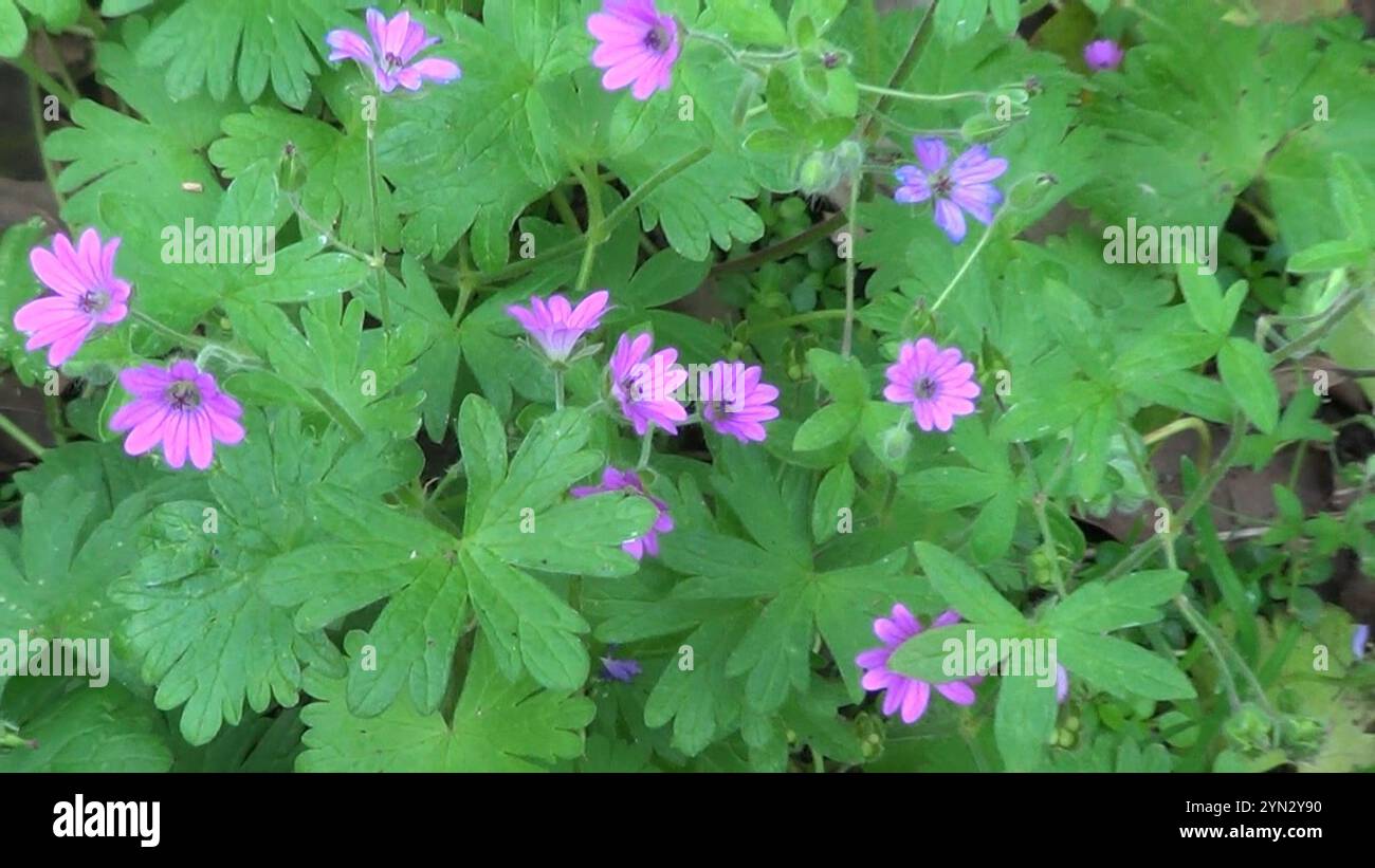 Dove's-foot Crane's-Bill Complex (Geranium molle Stock Photo - Alamy