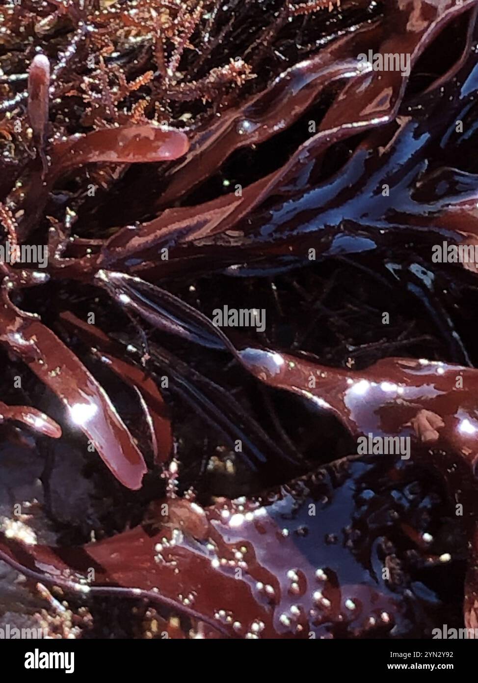 red algae (Rhodophyta Stock Photo - Alamy