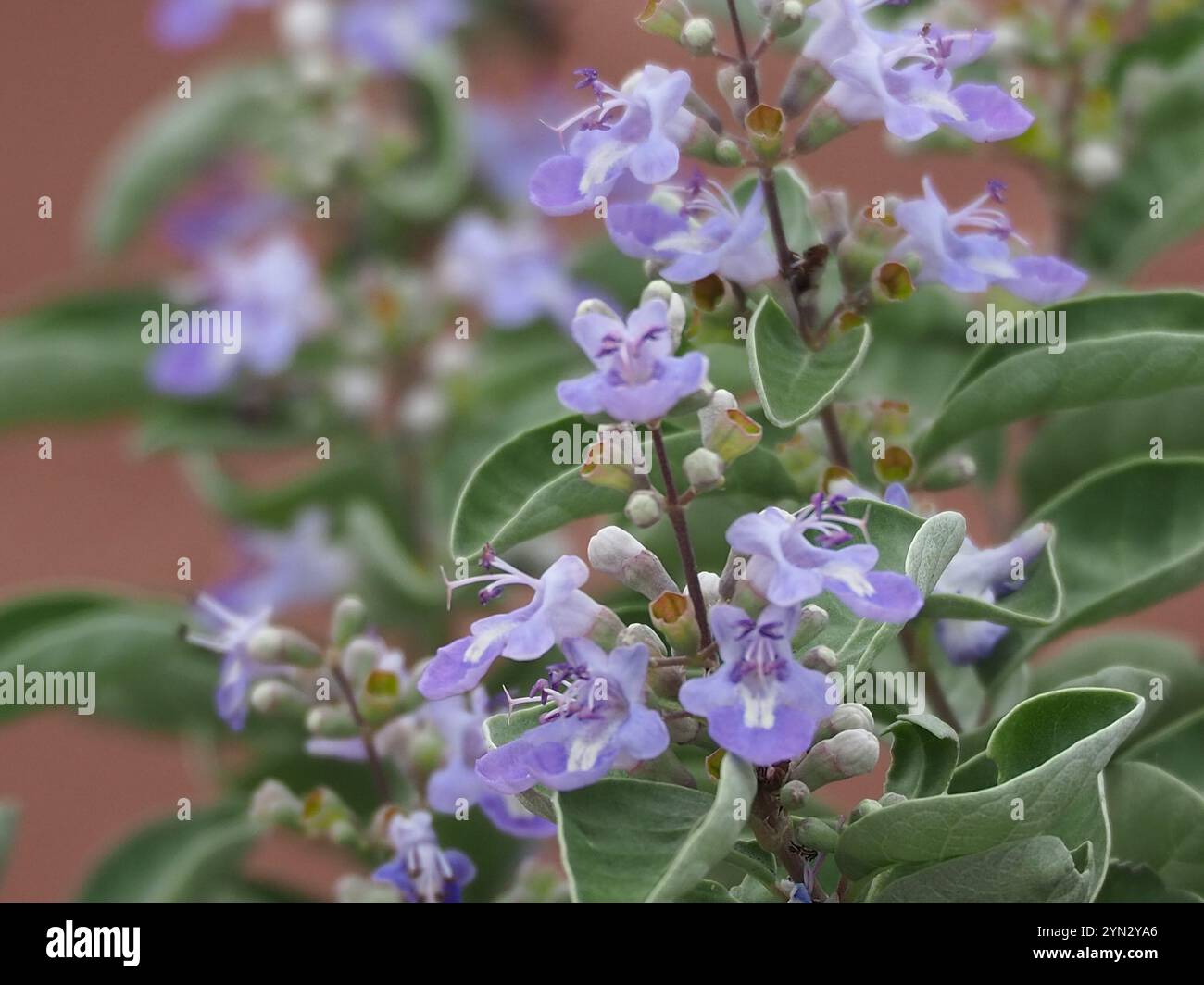 Vitex rotundifolia hi-res stock photography and images - Alamy