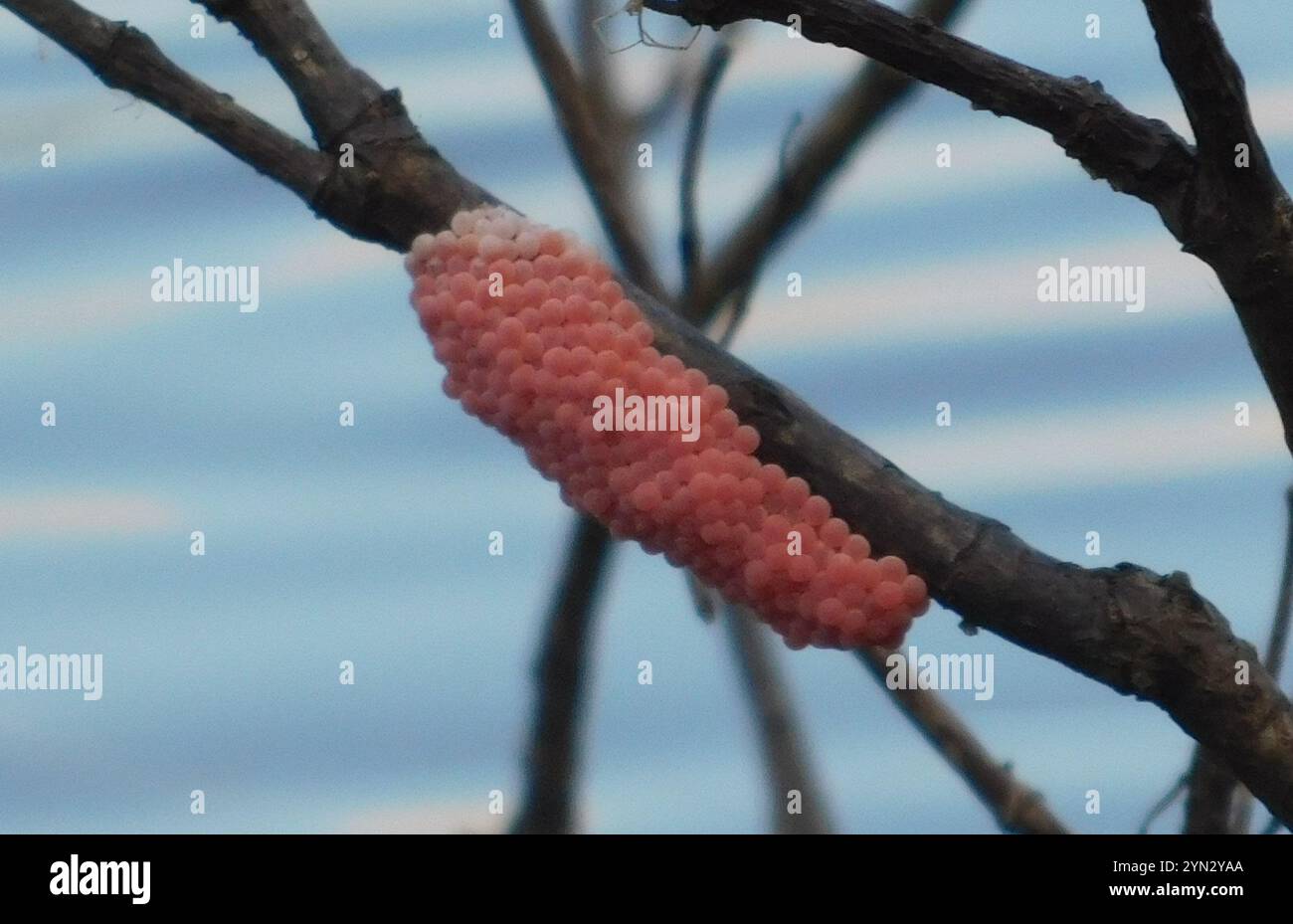 Common Apple Snails (Pomacea Stock Photo - Alamy