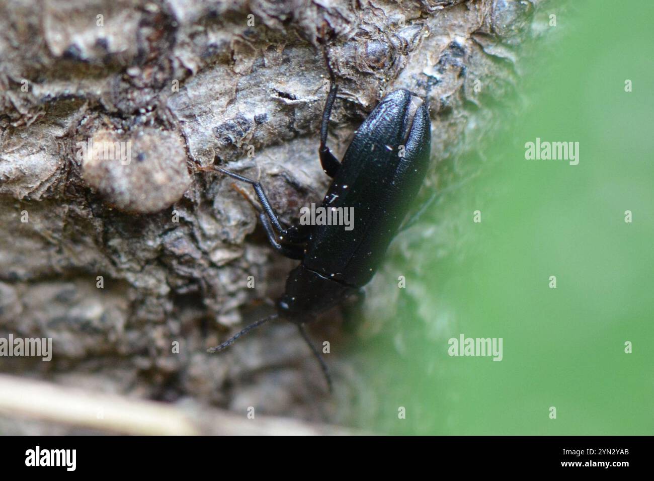 Melandrya hi-res stock photography and images - Alamy