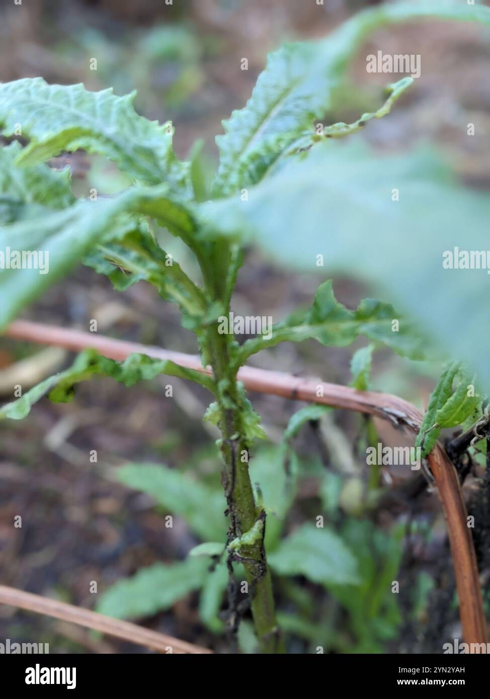 coastal burnweed (Senecio minimus Stock Photo - Alamy