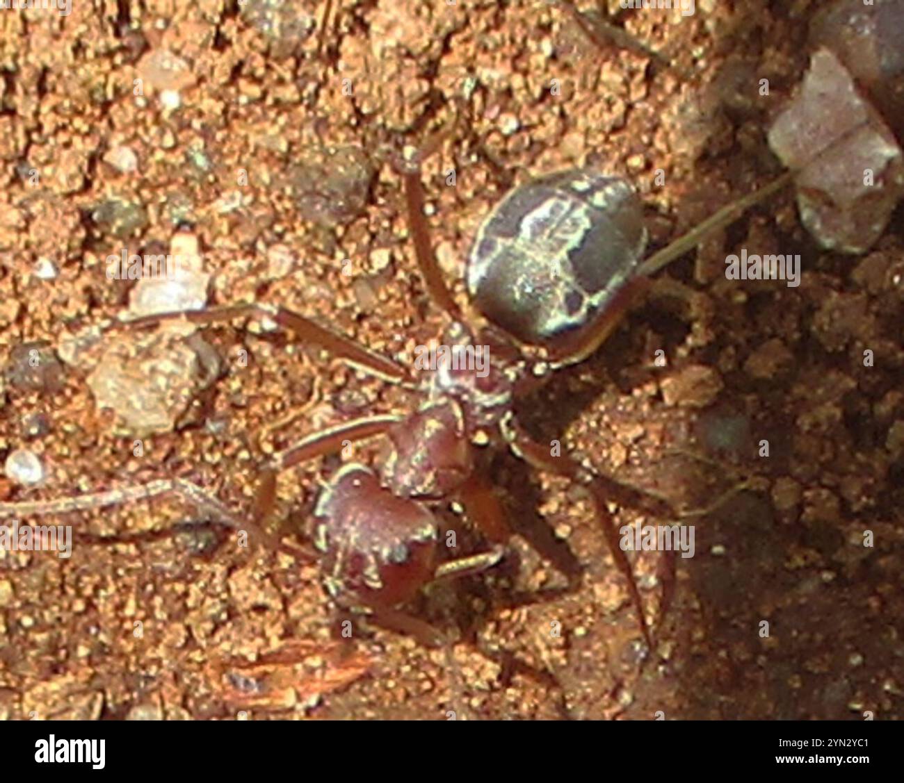 Large Pugnacious Ant (Anoplolepis custodiens Stock Photo - Alamy