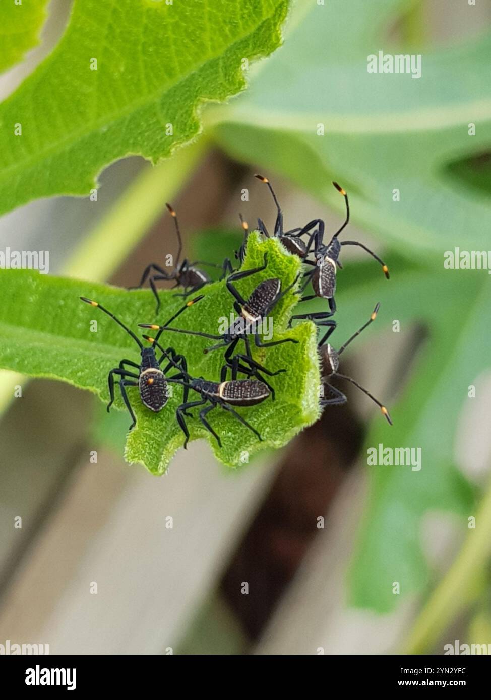 Crusader Bug (Mictis profana Stock Photo - Alamy