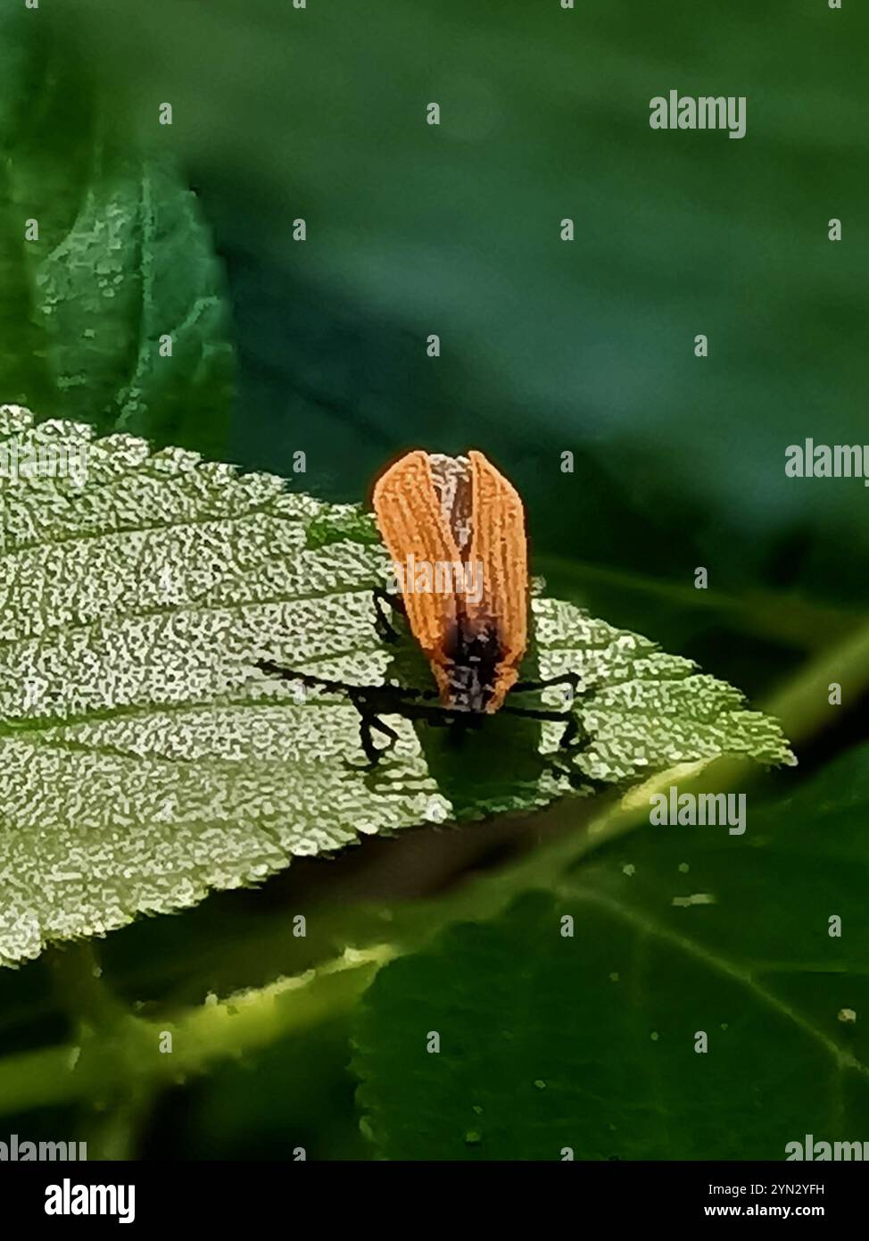 Net-winged Beetles (Lycidae Stock Photo - Alamy