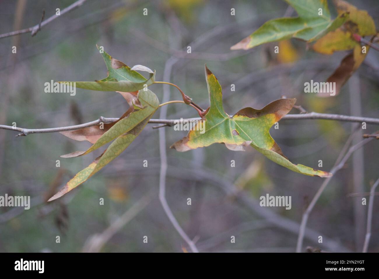 western sycamore (Platanus racemosa Stock Photo - Alamy