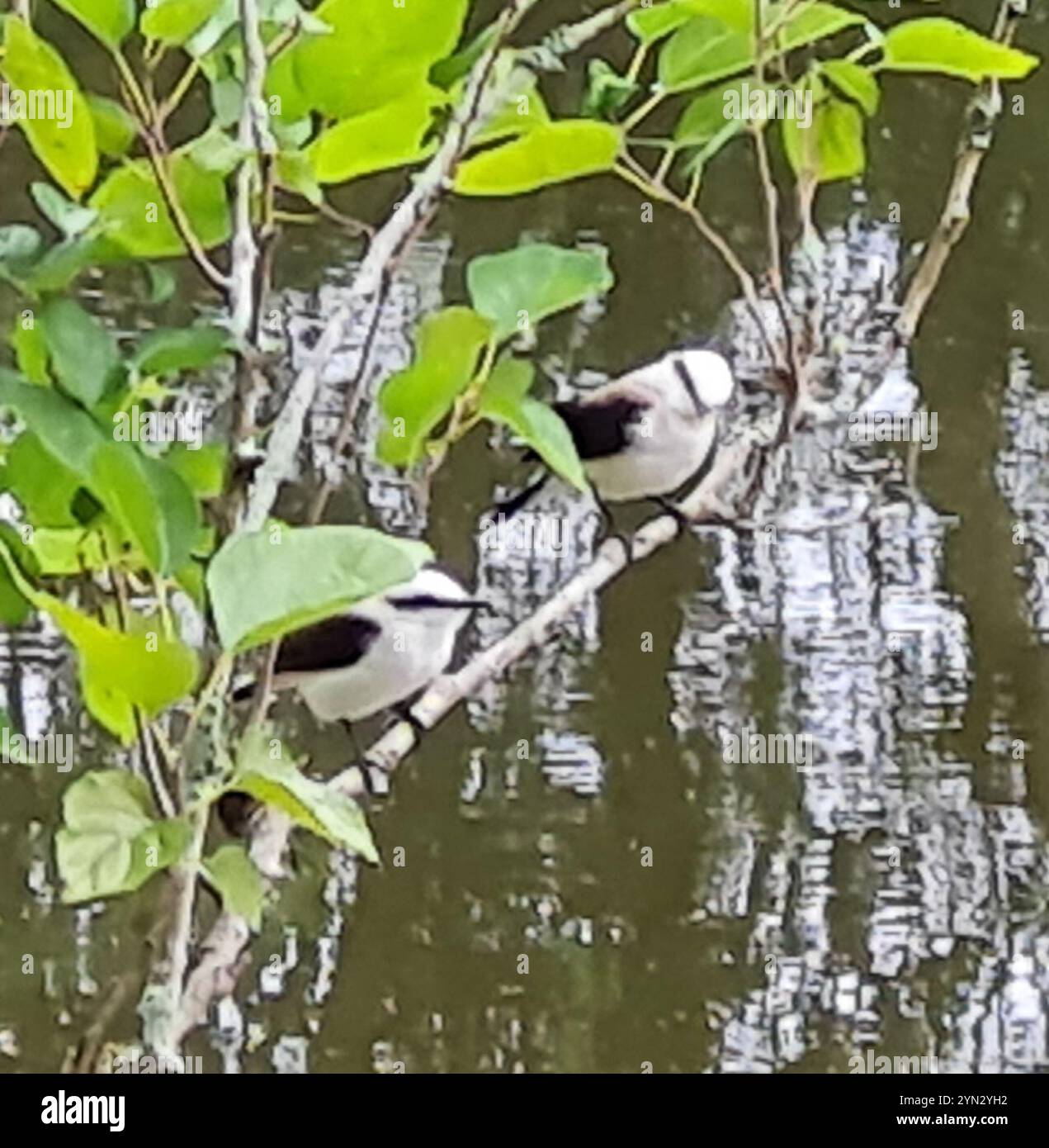 Masked Water-Tyrant (Fluvicola nengeta Stock Photo - Alamy