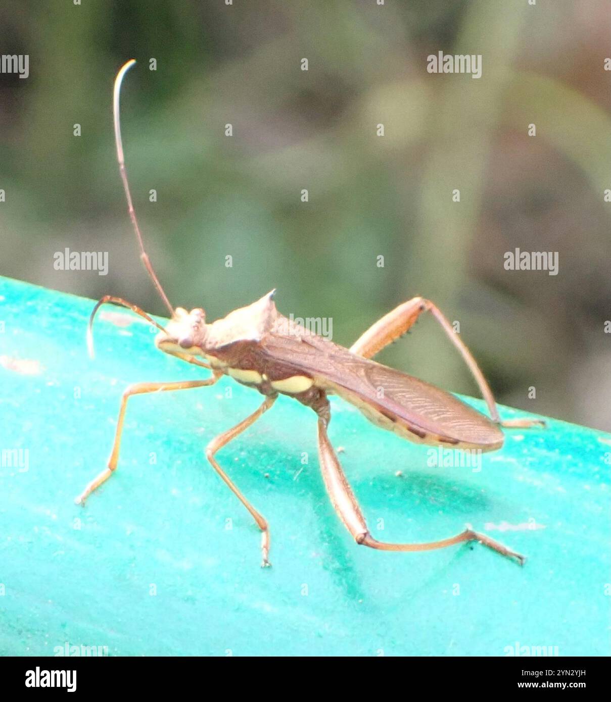 Riptortus hi-res stock photography and images - Alamy